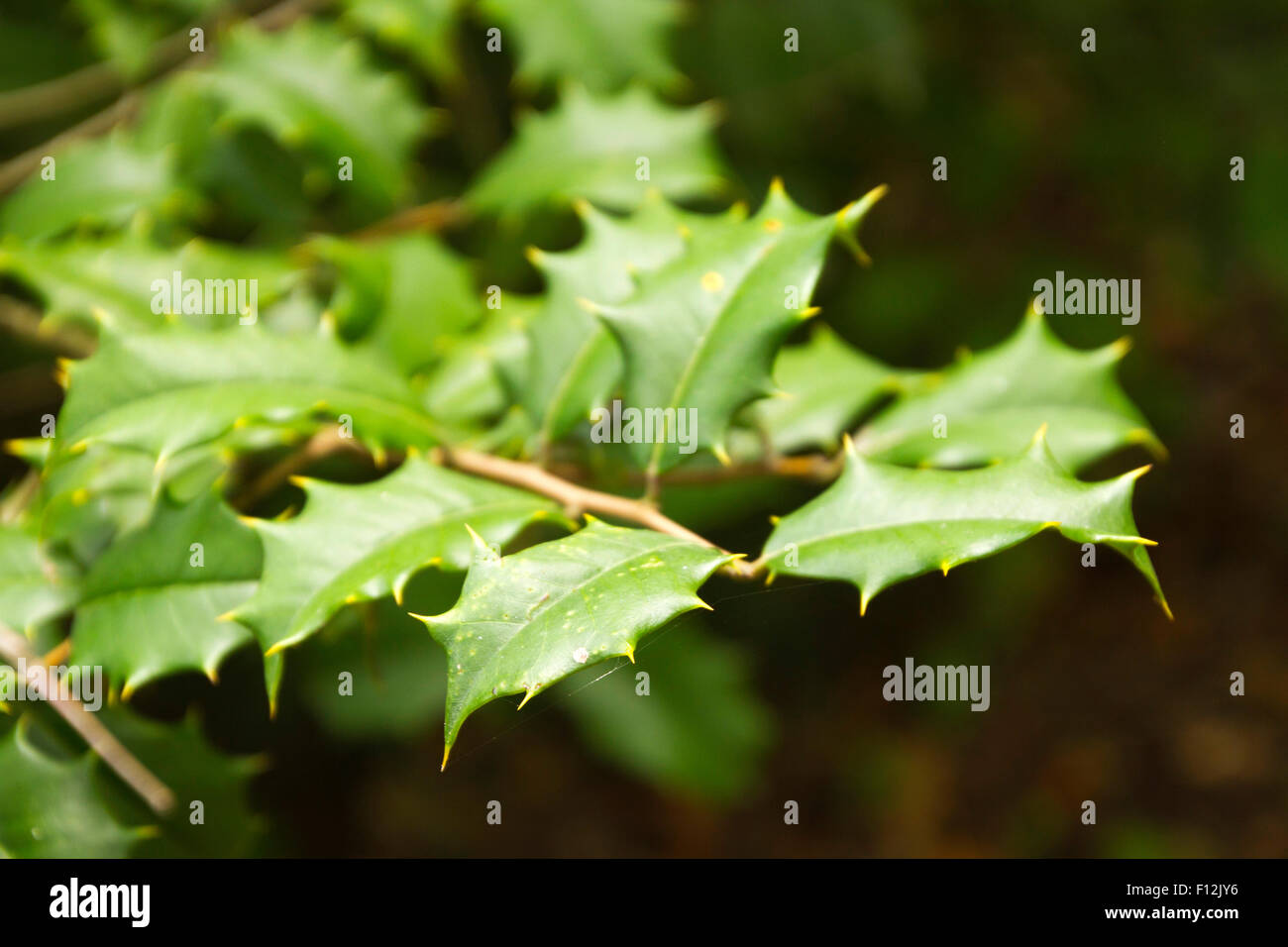 Sharp edged plant hi-res stock photography and images - Alamy
