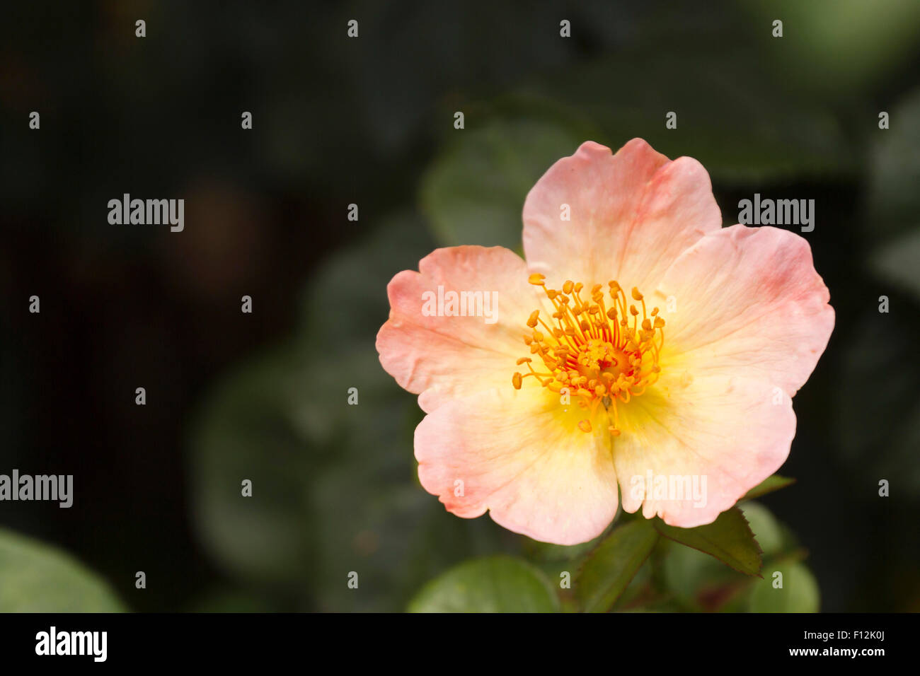 Ready to open flower hi-res stock photography and images - Alamy