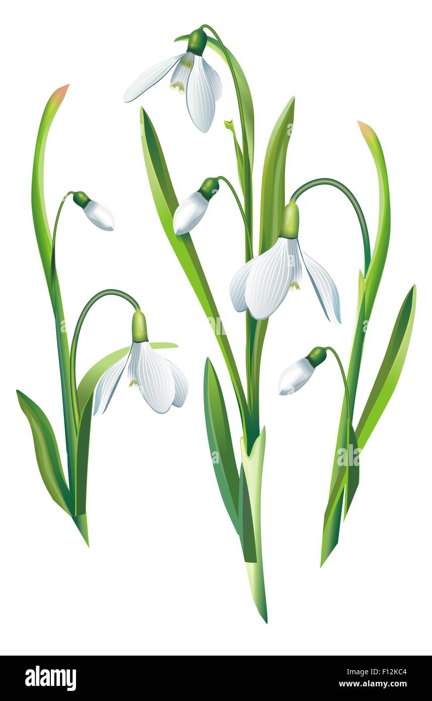 Blossom Snowdrop Flowers Illustration Isolated on White Stock Photo - Alamy
