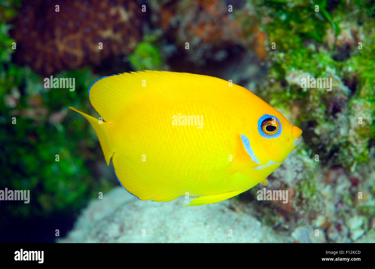 SMALL ANGELFISH SWIMMING IN CORAL REEF CLEAR WATER Stock Photo - Alamy