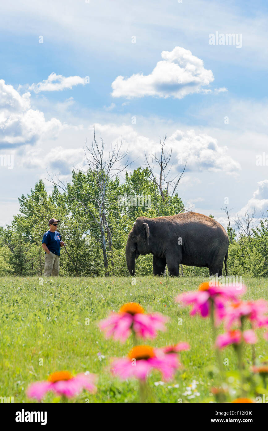 Elephant, Edmonton Valley Zoo, Edmonton, Alberta, Canada Stock Photo ...