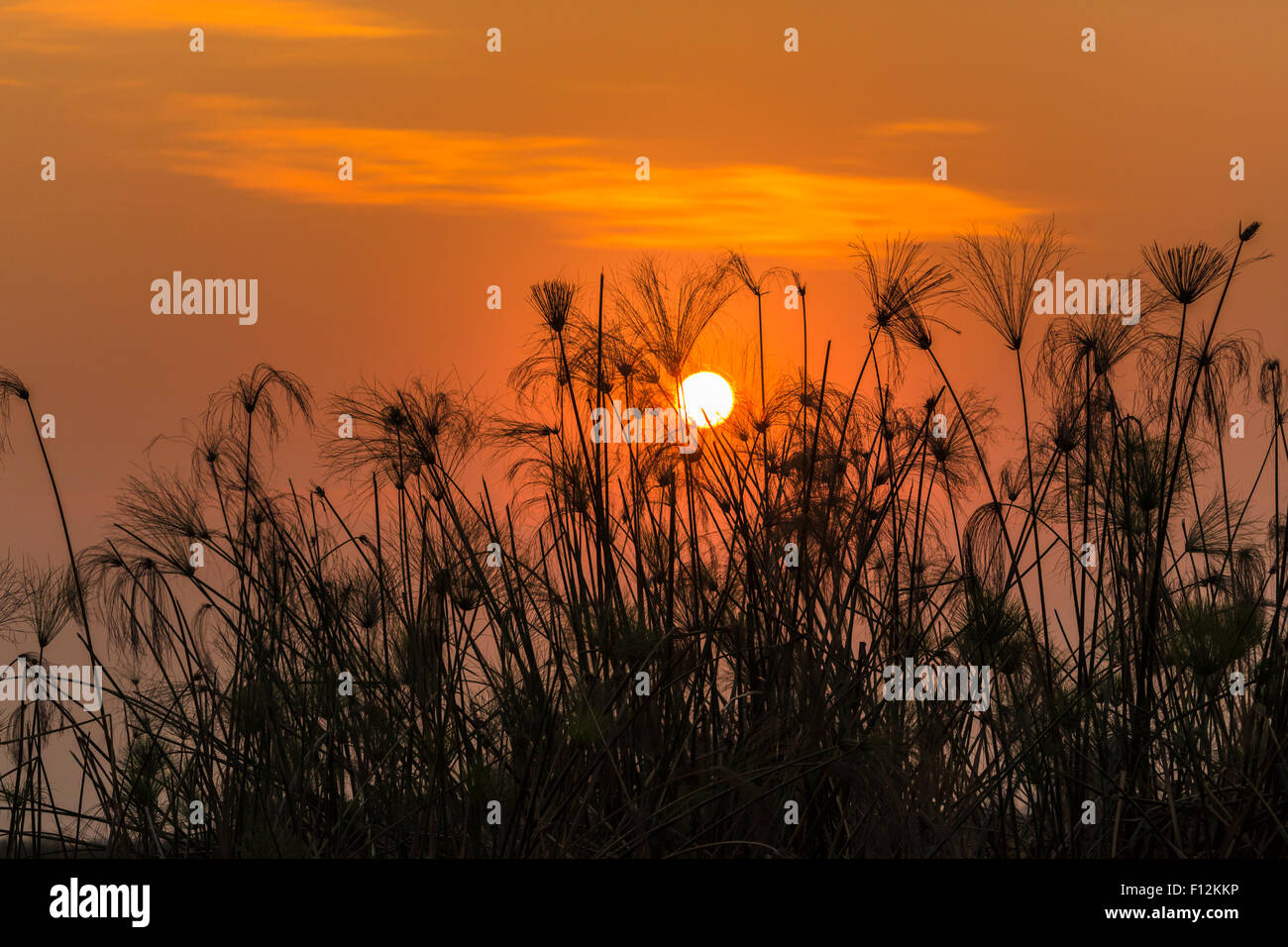 Silhouettes of fine papyrus reeds (Cyperus papyrus) at sunset, Okavango ...