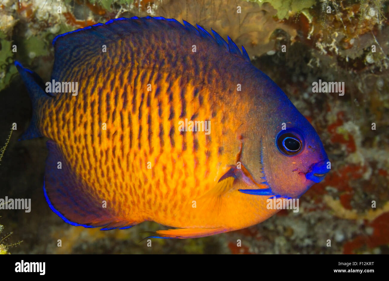 CLOSE-UP VIEW OF ANGELFISH SWIMMING IN CORAL REEF Stock Photo - Alamy