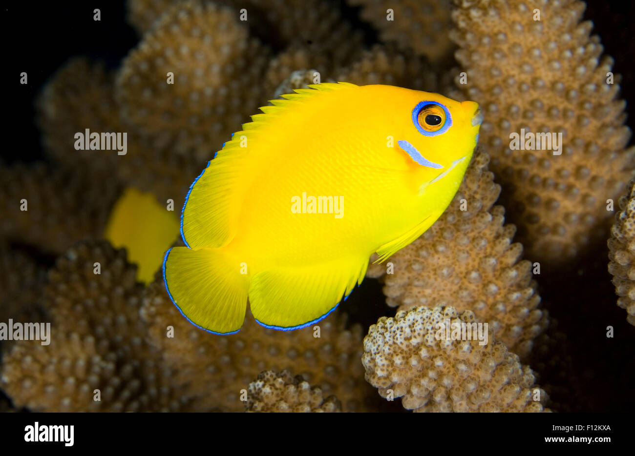 SMALL YELLOW ANGELFISH SWIMMING IN CORAL REEF CLEAR WATER Stock Photo ...