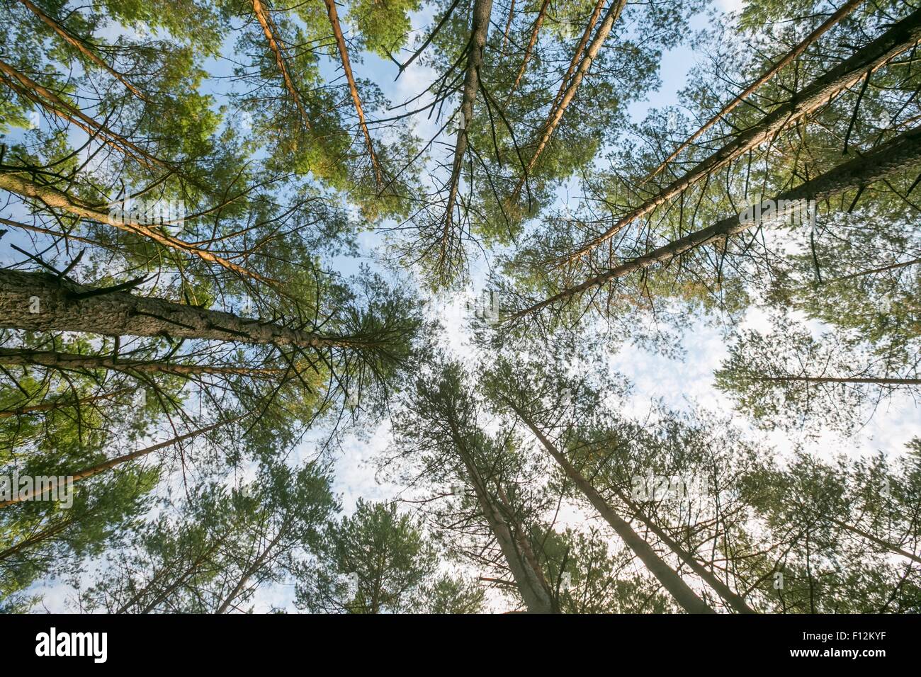 Beautiful pine forest - below view. Forest and blue sky with clouds ...