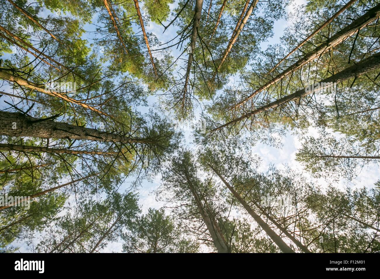 Beautiful pine forest - below view. Forest and blue sky with clouds ...