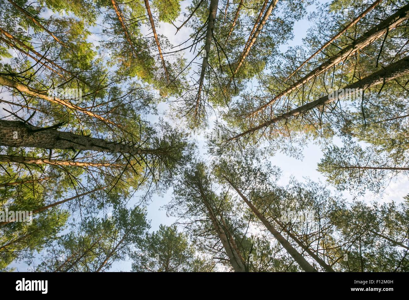 Beautiful pine forest - below view. Forest and blue sky with clouds ...