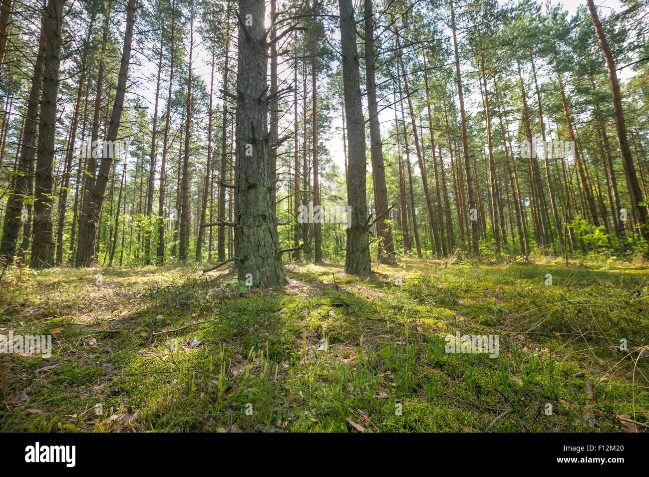 Beautiful summer pine forest. Natural landscape of green forest Stock ...