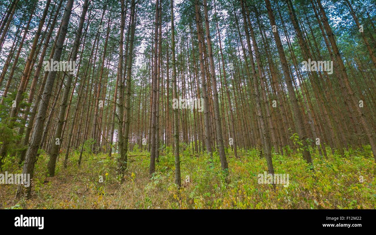 Beautiful summer pine forest. Natural landscape of green forest Stock ...