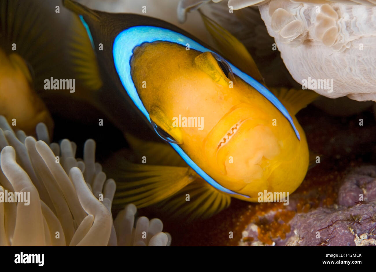 CLOSE-UP FACE VIEW OF CLOWNFISH PROTECT HER EEGS ON ANEMONE Stock Photo ...