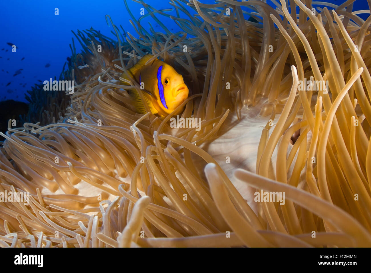CLOWNFISH SWIMMING ON HER ANEMONE IN CORAL REEF CLEAR WATER Stock Photo ...