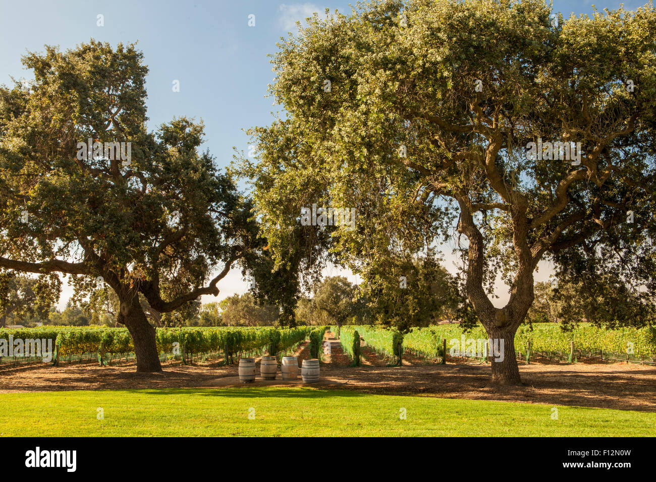 Twin Oaks and vineyard, Roblar Winery, Santa Ynez, California Stock ...