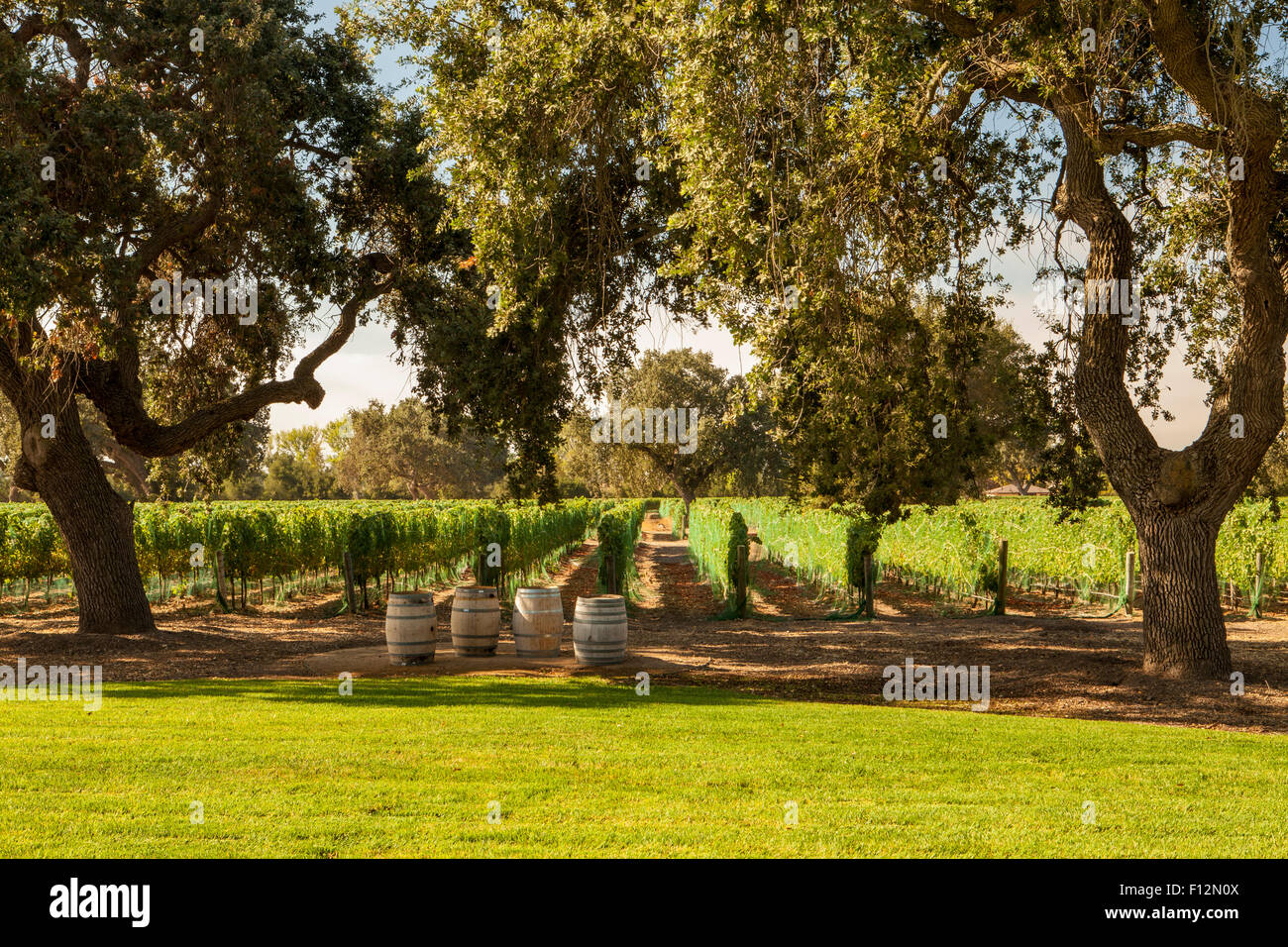 Twin Oaks and vineyard, Roblar Winery, Santa Ynez, California Stock ...
