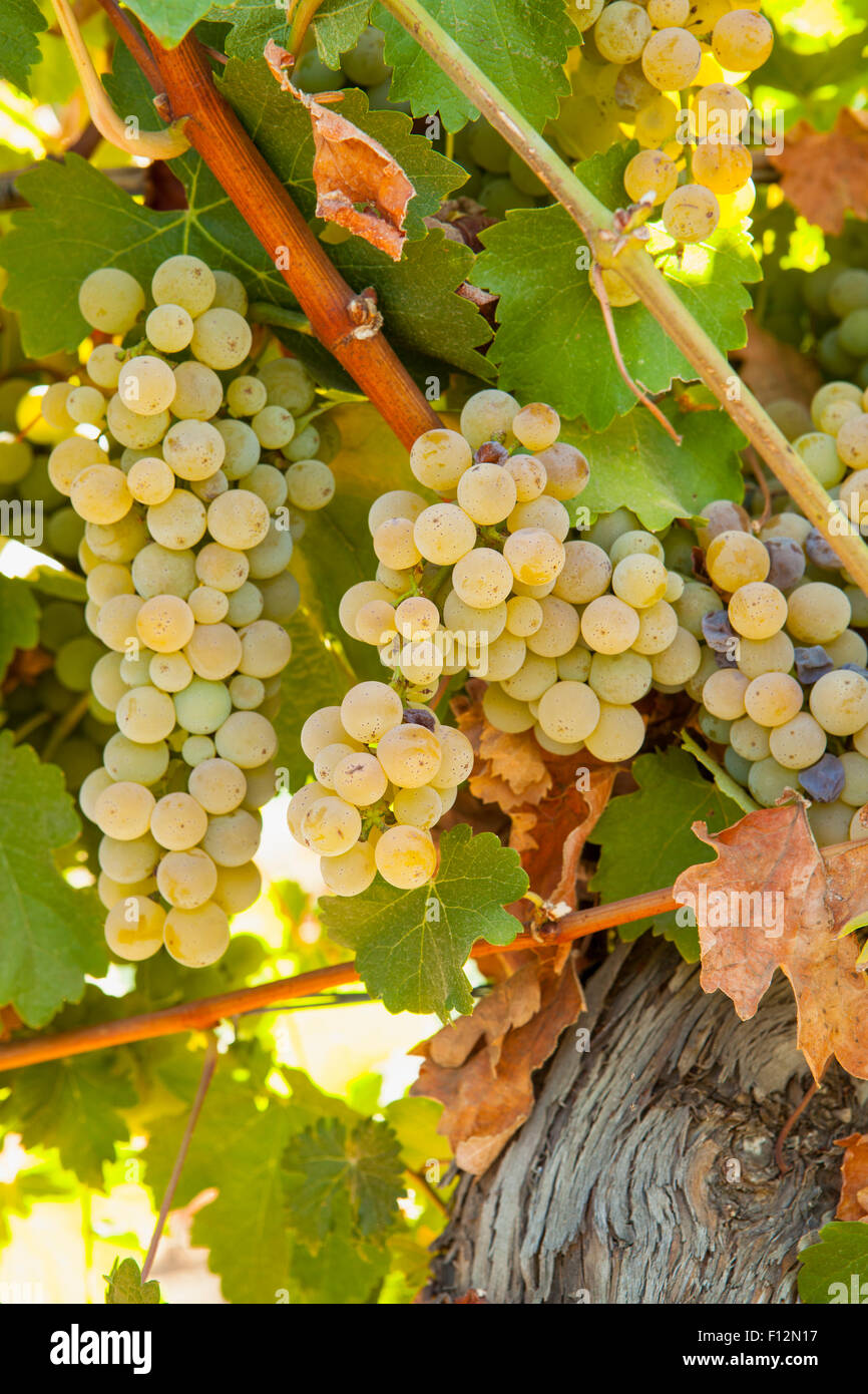 sauvignon blanc grapes, Roblar Winery, Santa Ynez Valley, California ...