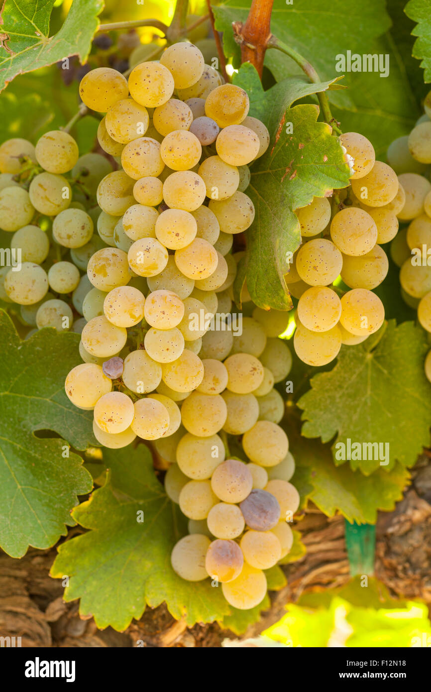 sauvignon blanc grapes, Roblar Winery, Santa Ynez Valley, California ...