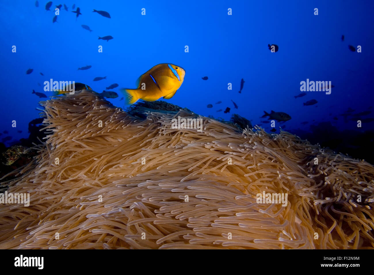 CLOWNFISH SWIMMING CLOSE TO HER ANEMONE IN CORAL REEF CLEAR WATER Stock ...