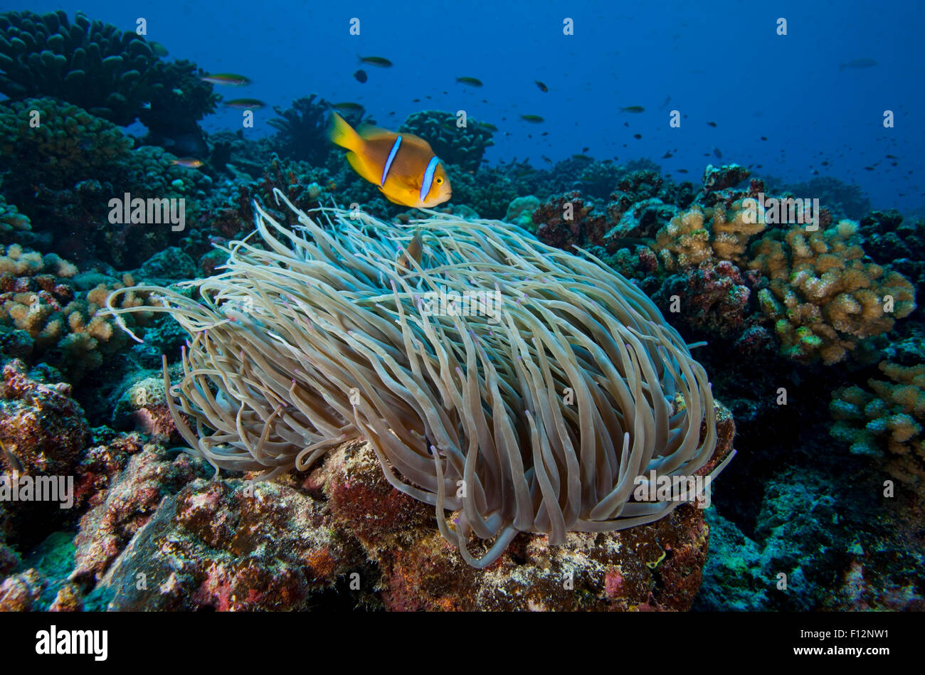 clownfish swimming around her anemone in coral reef clear water Stock ...