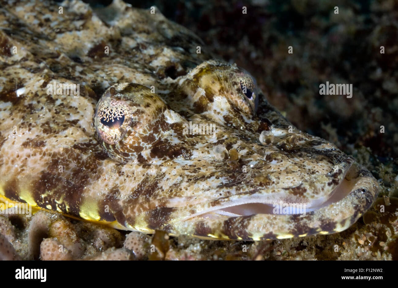 CLOSE-UP VIEW OF FRINGELIP FLATHEAD WAITING IN CORAL REEF BOTTOM Stock ...