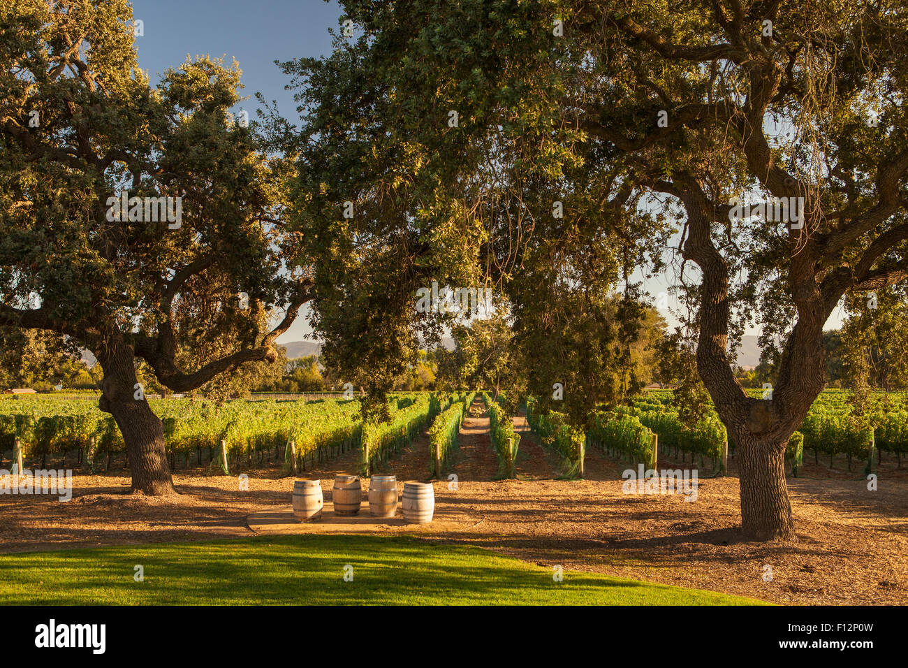 Twin Oaks and vineyard, Roblar Winery, Santa Ynez, California Stock ...