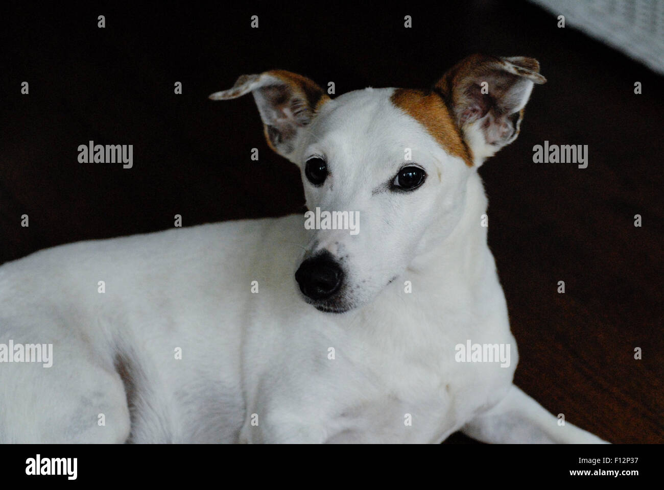 Jack Russell dog breed Stock Photo - Alamy