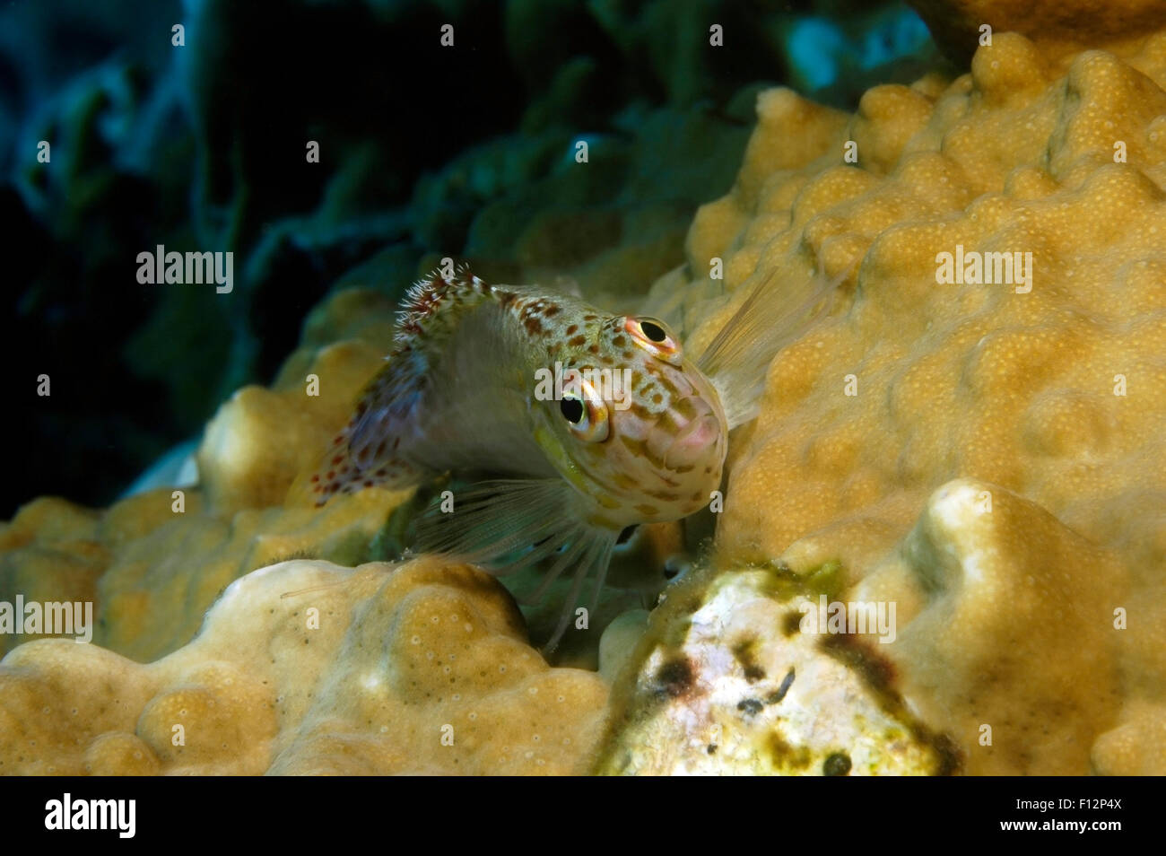 Yellow hawkfish hi-res stock photography and images - Alamy