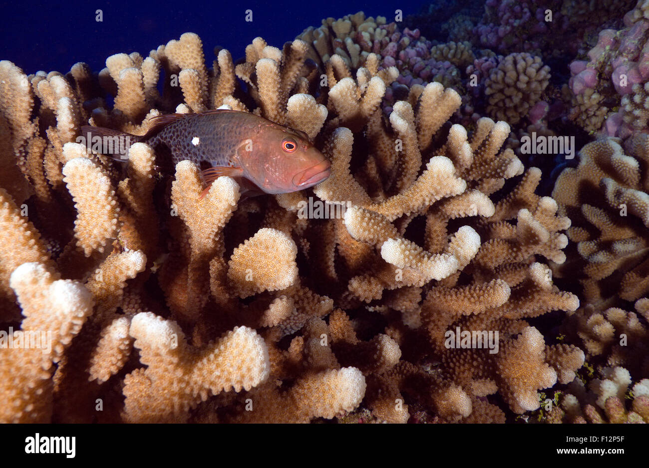 Yellow hawkfish hi-res stock photography and images - Alamy