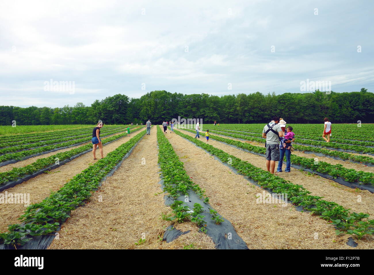 People picking strawberries at a farm in Ontario, Canada Stock Photo ...
