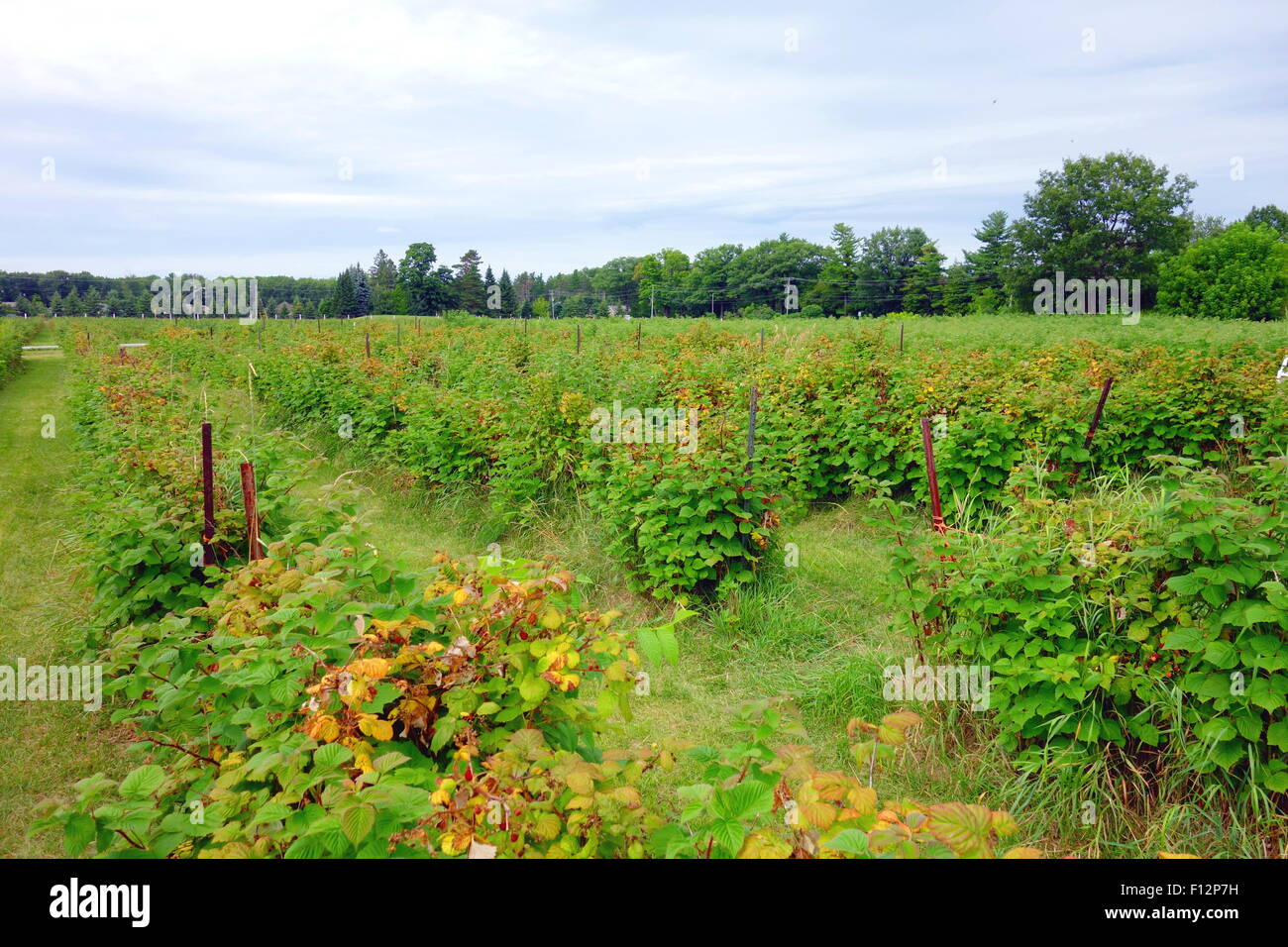 Raspberry field at a farm in Ontario, Canada Stock Photo - Alamy