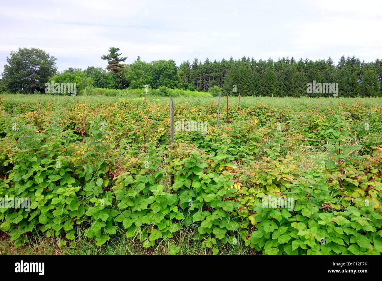 Raspberry field at a farm in Ontario, Canada Stock Photo - Alamy