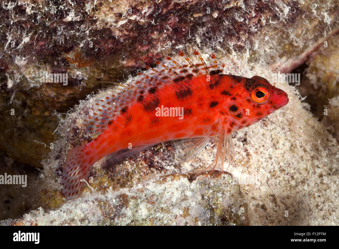 Yellow hawkfish hi-res stock photography and images - Alamy
