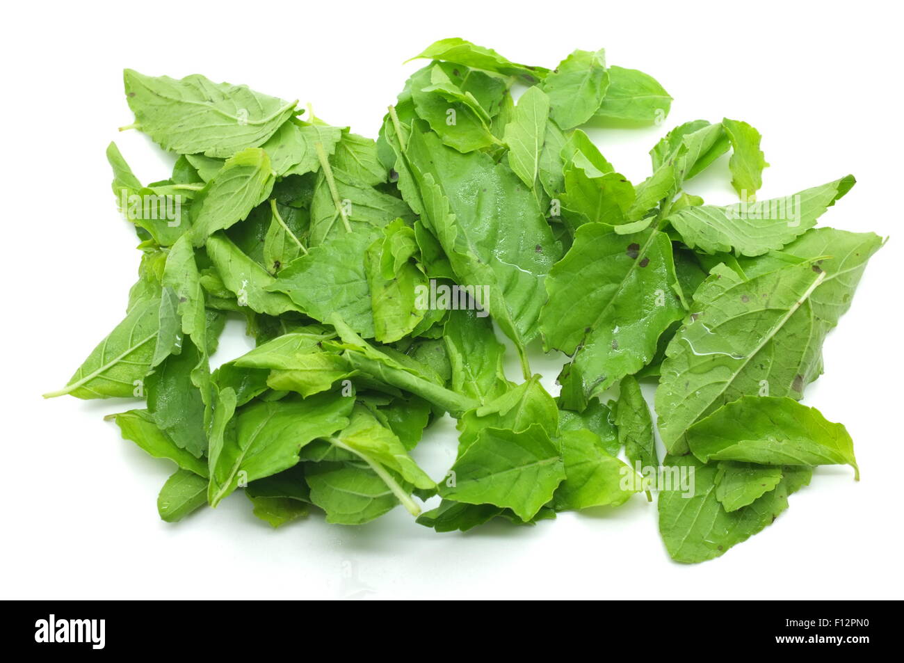 Fresh basil sprig Cut Out Stock Images & Pictures - Alamy