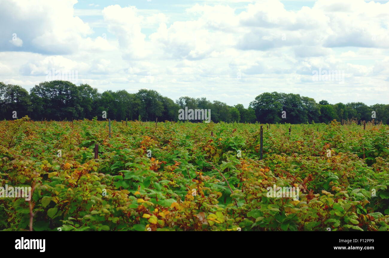 Raspberry field at a farm in Ontario, Canada Stock Photo - Alamy
