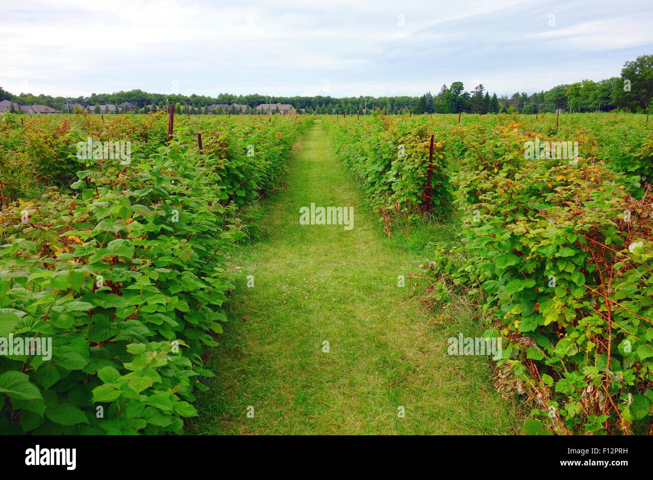 Raspberry field at a farm in Ontario, Canada Stock Photo - Alamy
