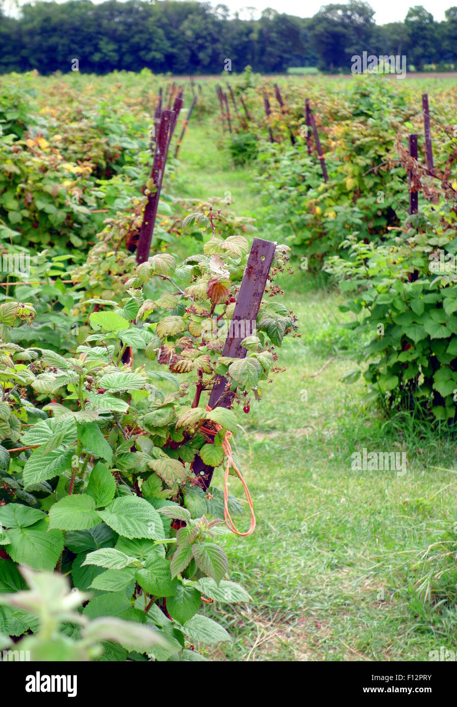 Raspberry field at a farm in Ontario, Canada Stock Photo - Alamy