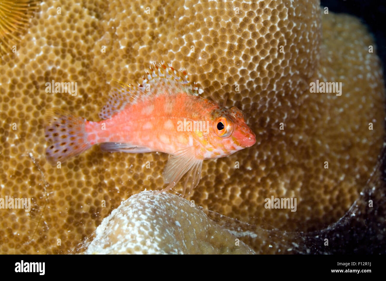 Yellow hawkfish hi-res stock photography and images - Alamy