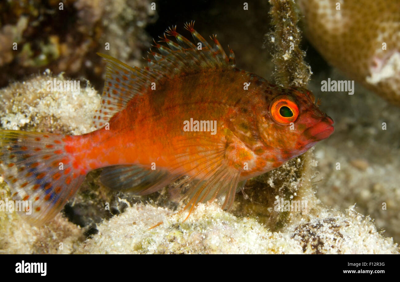 Yellow hawkfish hi-res stock photography and images - Alamy
