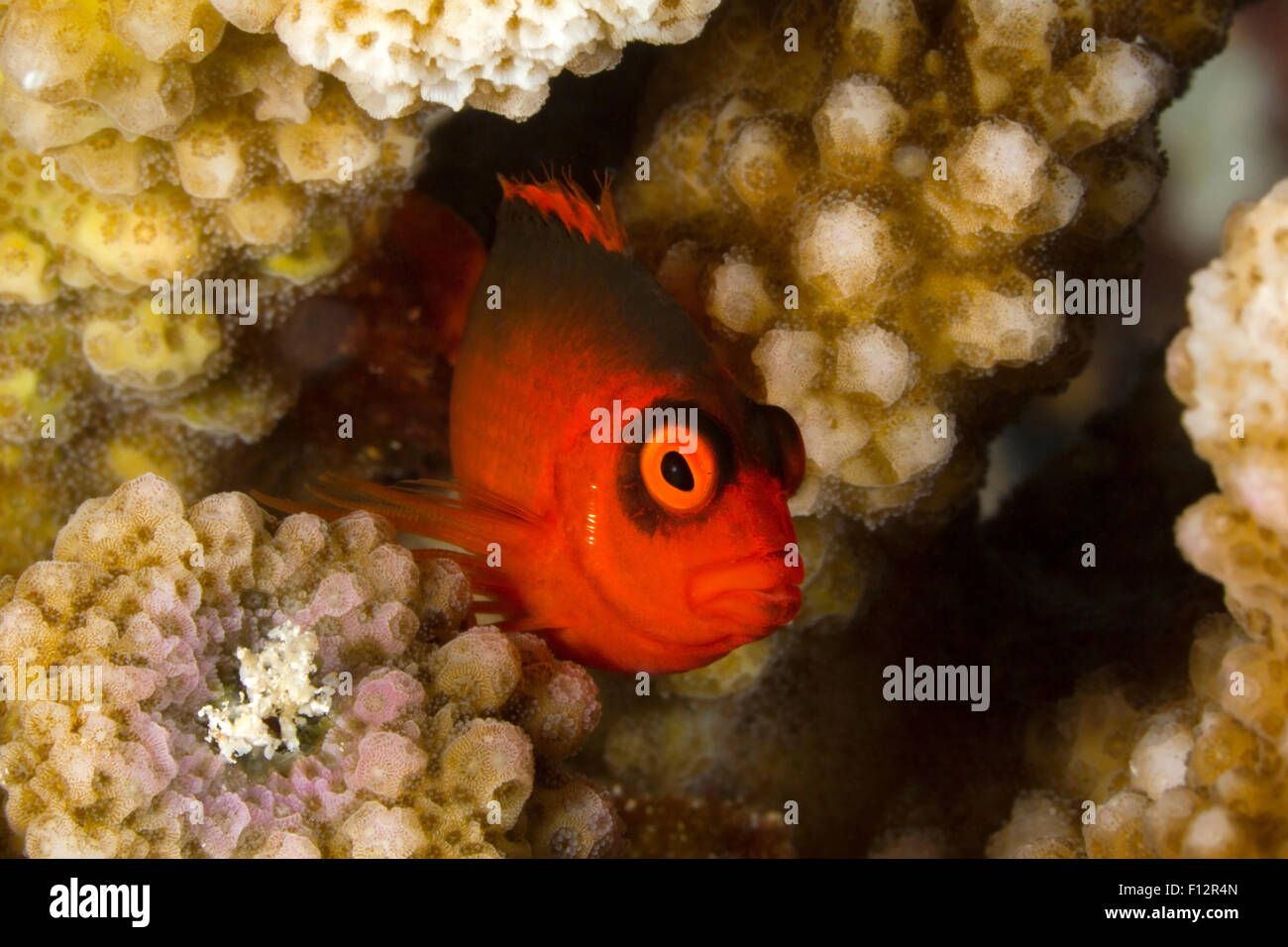 SMALL RED HAWKFISH WAITING IN CORAL REEF CLEAR WATER Stock Photo - Alamy
