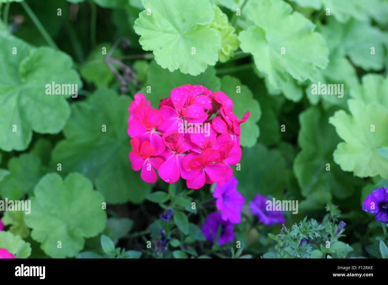 Surrounded by leaves hi-res stock photography and images - Alamy