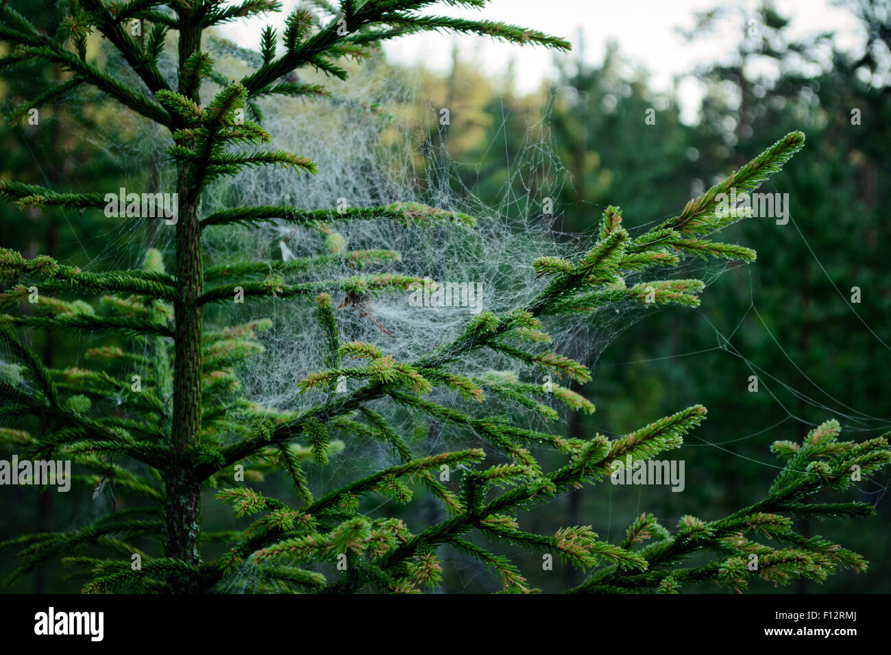 Frozen morning dew hi-res stock photography and images - Alamy