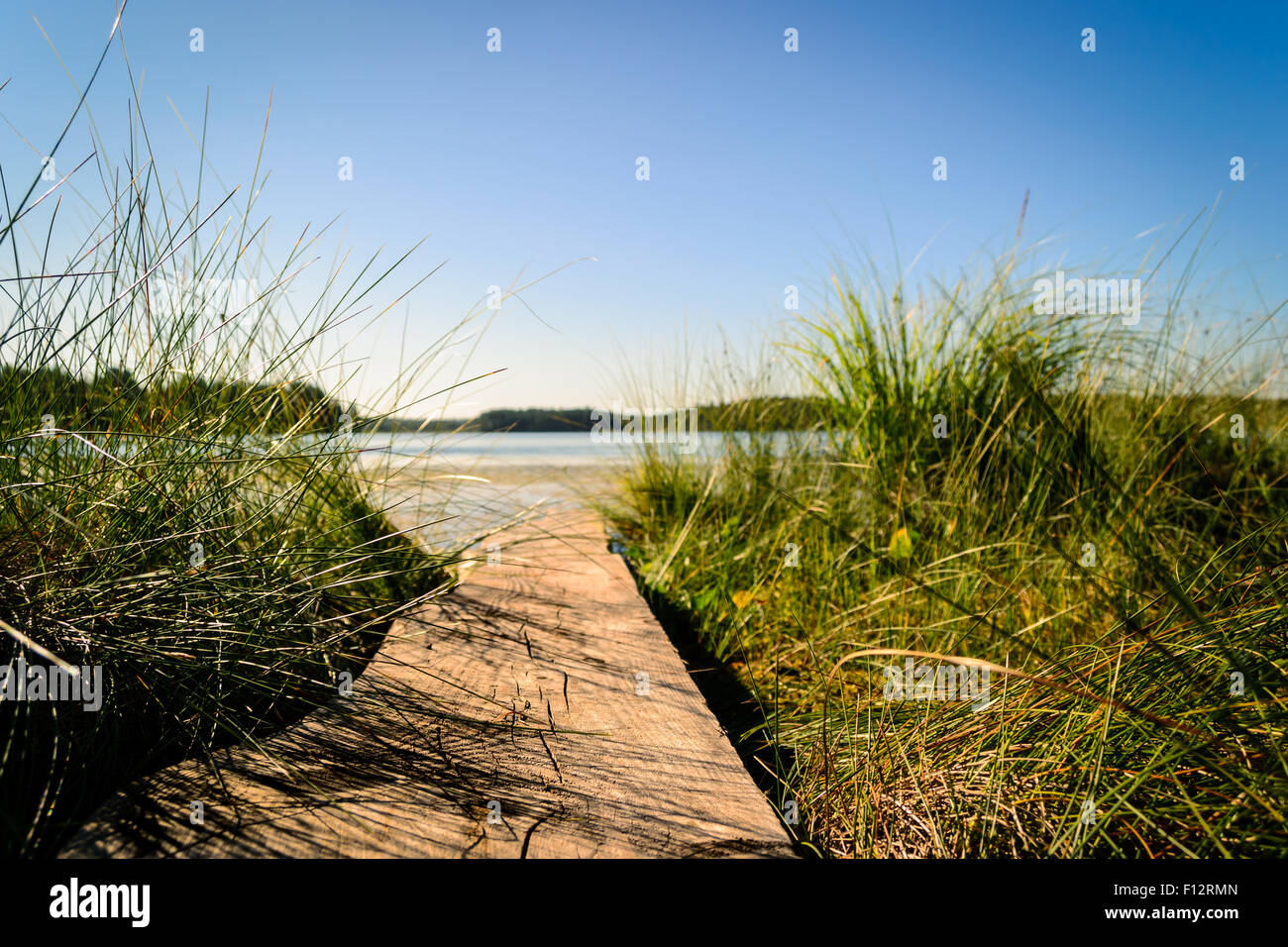 plank path in wetlands Stock Photo - Alamy