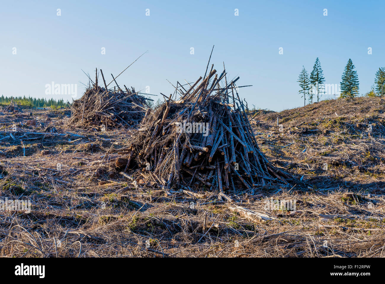 Logging slash piles ready for burning, Vancouver Island, British ...