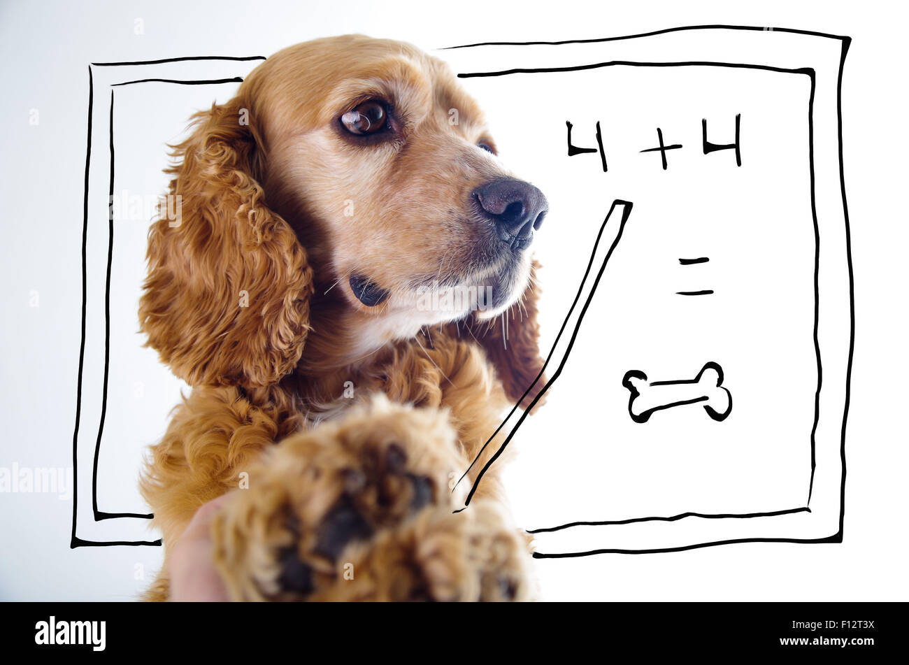 Cute English Cocker Spaniel puppy in front of a white background ...