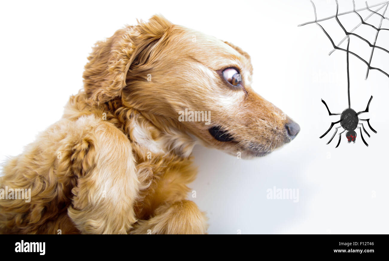 Cute Scared Puppy