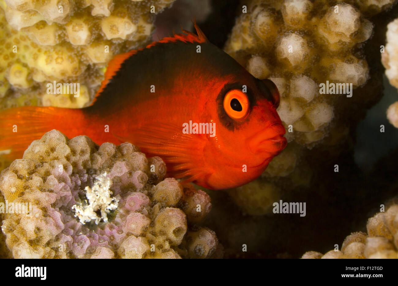 Yellow hawkfish hi-res stock photography and images - Alamy