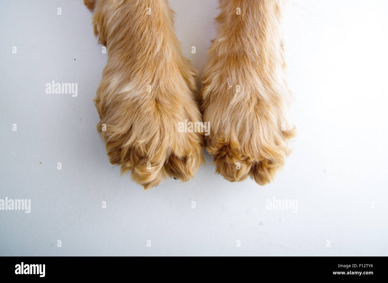 Cute English Cocker Spaniel puppy paws in front of a white background ...