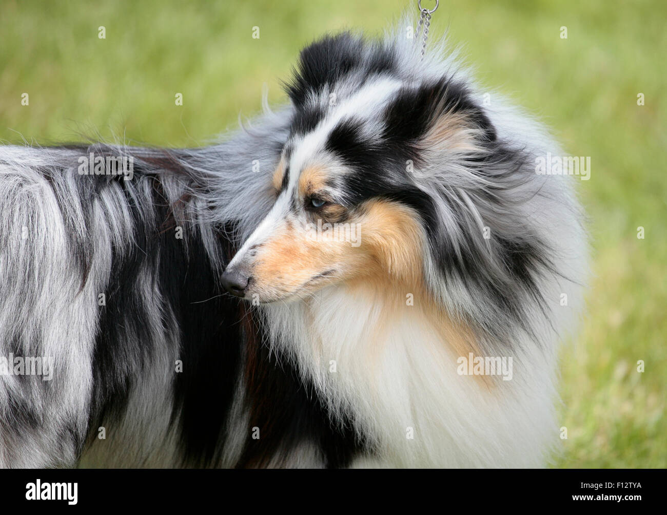 Livestock guardian dog guarding hi-res stock photography and images - Alamy