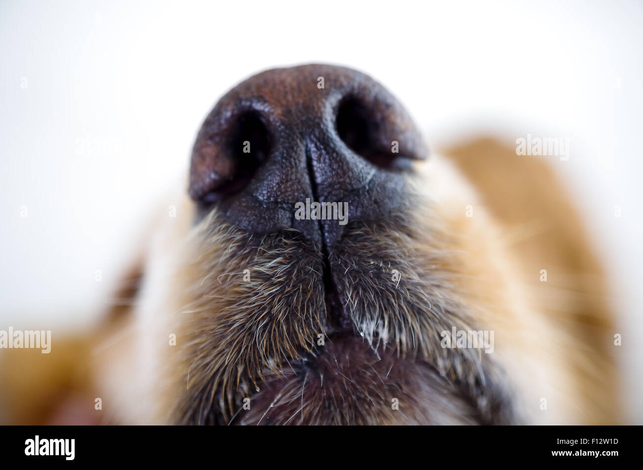 Cute English Cocker Spaniel puppy in front of a white background ...
