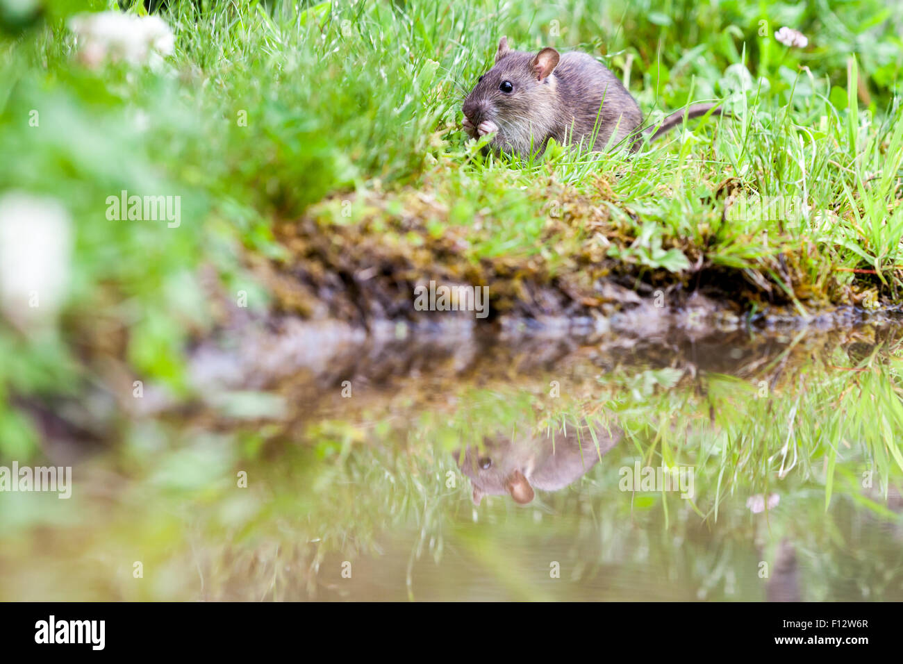 a wild rat is eating the grass on the side of the water Stock Photo - Alamy