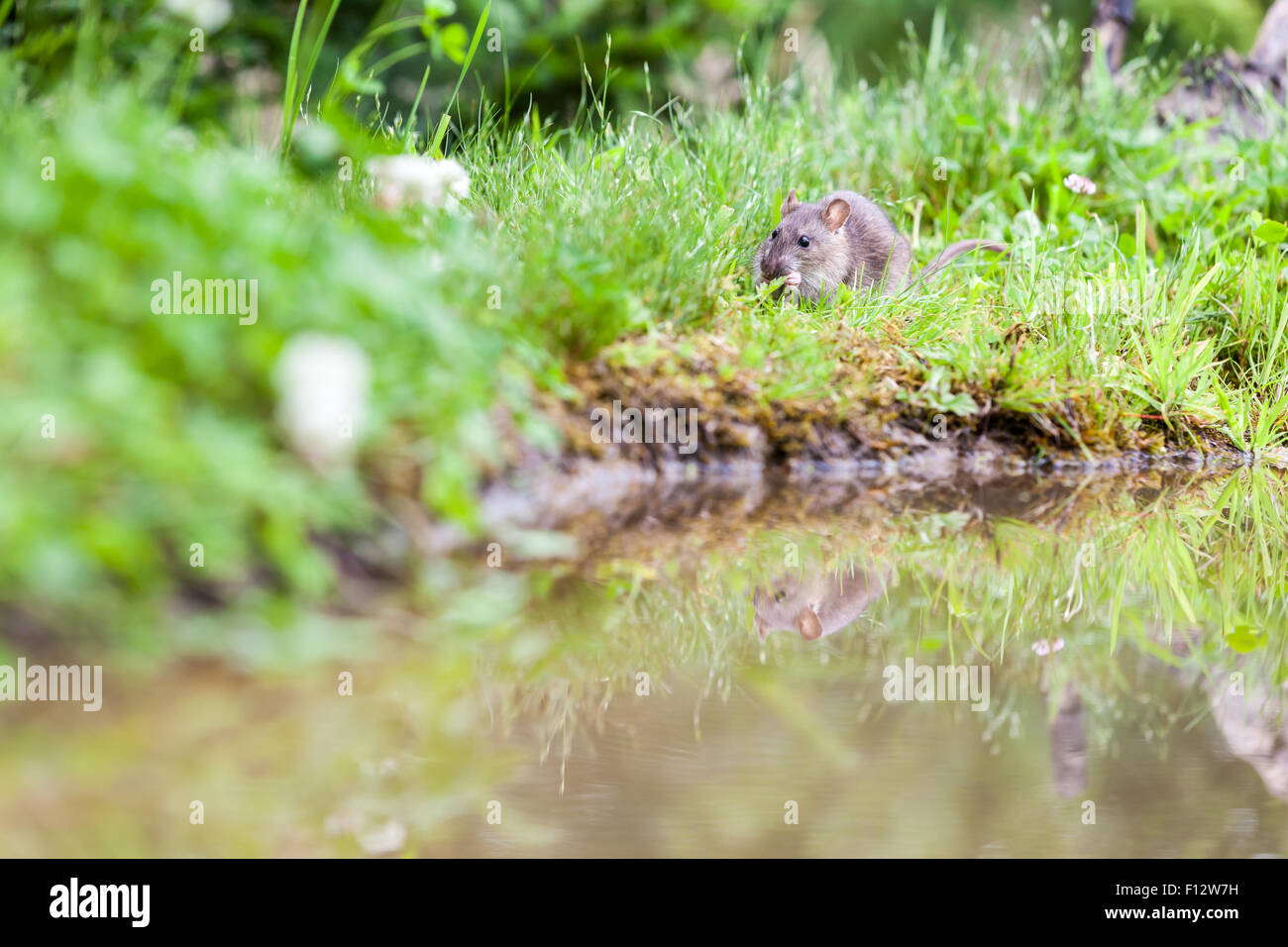 a wild rat is eating the grass on the side of the water Stock Photo - Alamy