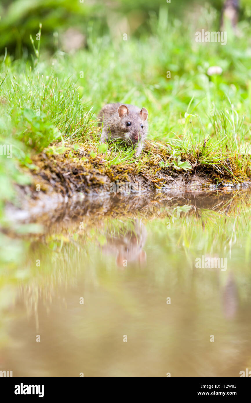 a wild rat is eating the grass on the side of the water Stock Photo - Alamy
